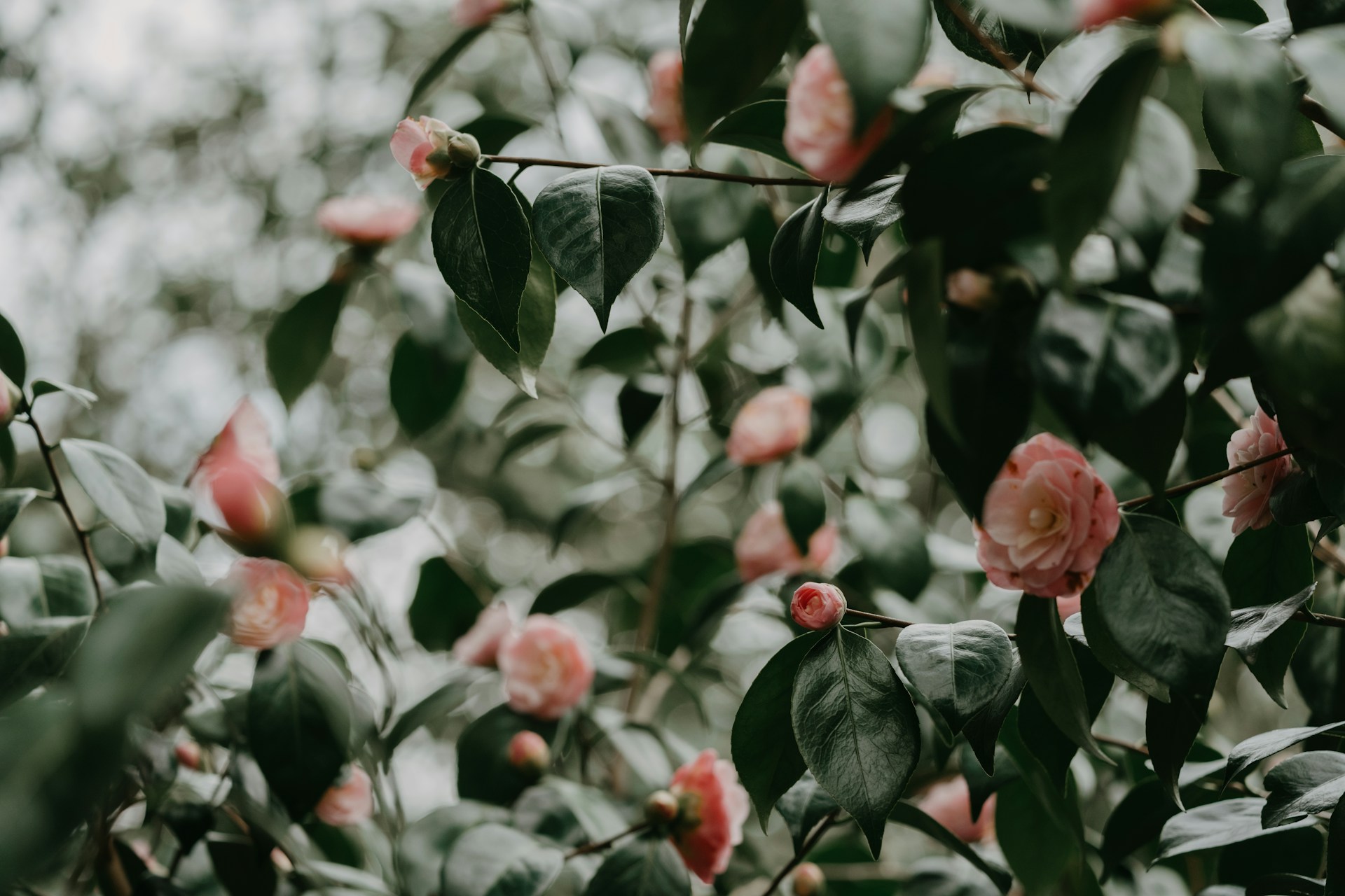 annie-spratt-9R1gLocwgFU-unsplash - Newport Beach Christian Counseling